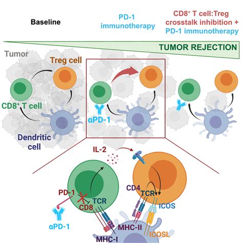 Interruption Of The Intratumor Cd8 T Cell Treg Crosstalk Improves The Efficacy Of Pd 1
