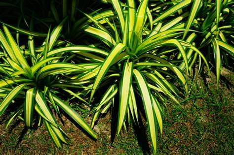 Growing Spider Plants Thriftyfun