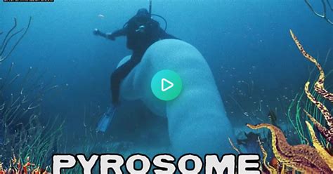 The Pyrosome  On Imgur