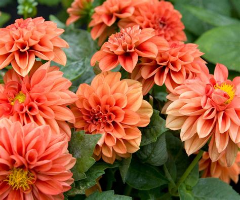 How To Pinch Out Dahlias And Get More Flowers From Your Plants Homes