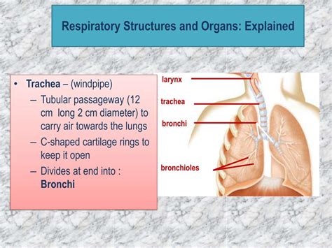 PPT Structure Of The Respiratory System PowerPoint Presentation Free Download ID