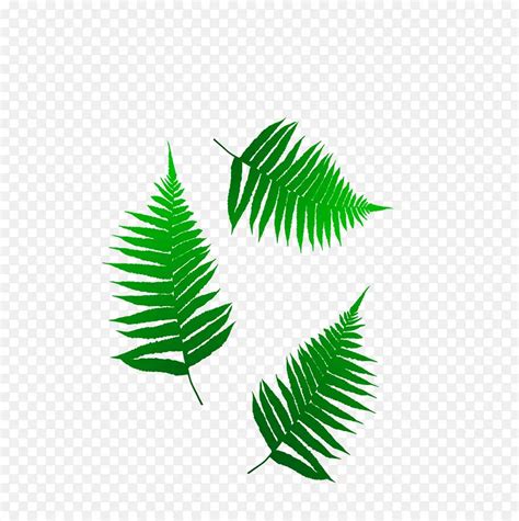 松叶png图片素材下载图片编号8518744 Png素材网