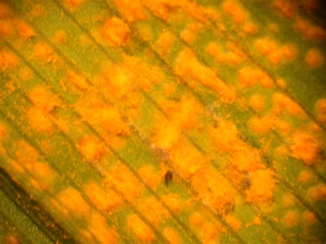 Daylily Rust Texas Plant Disease Diagnostic Lab
