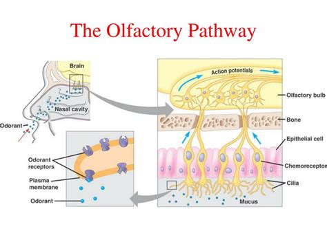 Ppt Olfactory Pathway Powerpoint Presentation Free Download Id 3107907
