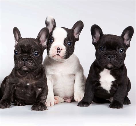 Французский бульдог мини 70 фото