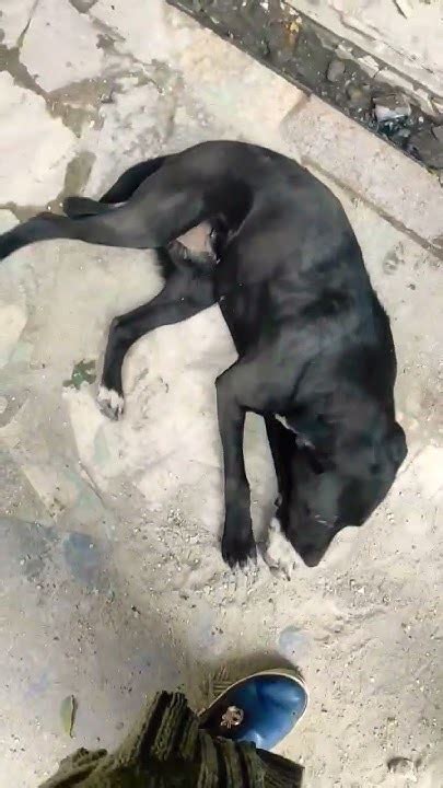 جراوي بلا أم الجزء الخامس Puppies Without Mother P5 Youtube