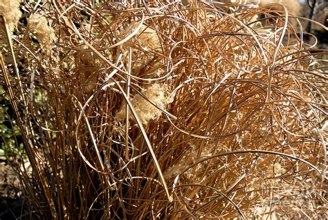 Unruly Curls Photograph By Lena Wilhite Fine Art America