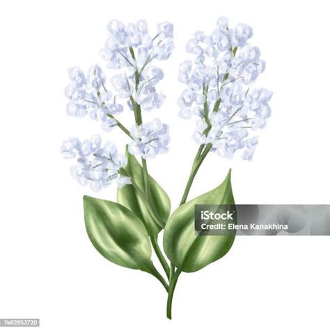 푸른 석고와 수채화 스타일의 장식용 나뭇잎의 우아한 구성 흰색 배경에 꽃 디지털 그림입니다 초대장 날짜 저장 감사 또는 인사말 카드 건조한에 대한 스톡 벡터 아트 및 기타