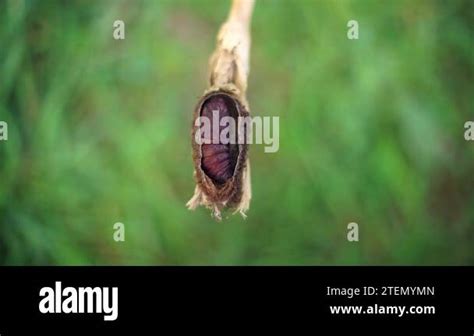 Life Cycle Stage Stock Videos And Footage Hd And 4k Video Clips Alamy