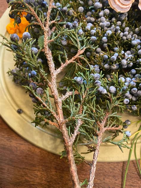 Need Help Identifying The Species Of This Juniper Rforaging