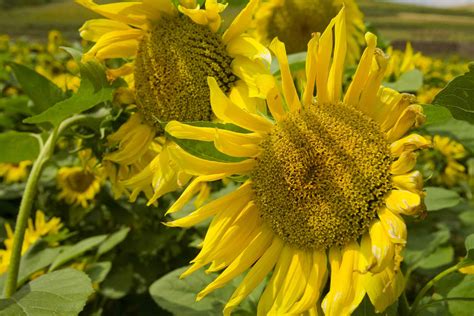 5k向日葵屏保壁纸 壁纸高清