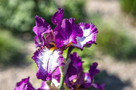 好鸢尾 紫色 树 Pixabay上的免费照片 Pixabay