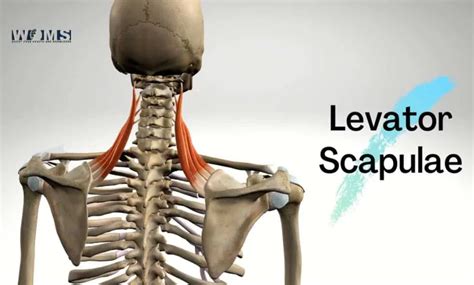 Levator Scapulae Muscle Anatomy Action And Important Clinical Conditions Make My Health Well