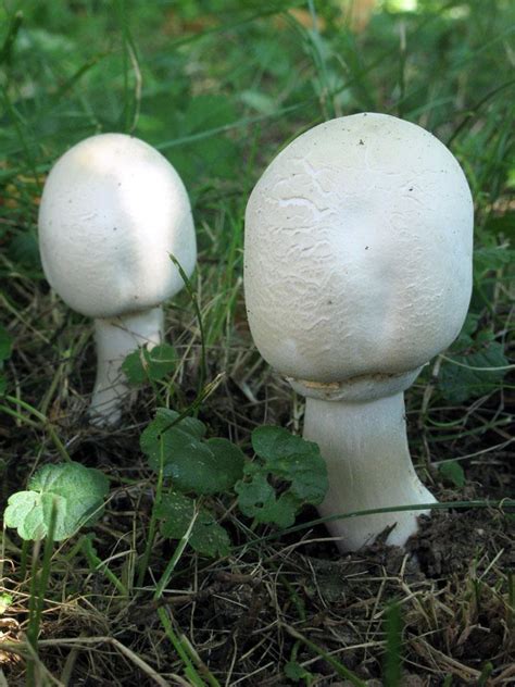 Agaricus Xanthodermus Pečárka Zápašná Myko Cz