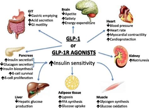 Glp 1 Receptor Agonists What Are They And What Do They Do Ironmag Bodybuilding And Fitness Blog