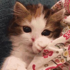 猫咪对你眨眼睛是在向你暗示什么 知乎