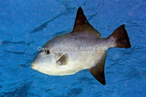 Ocean Triggerfish