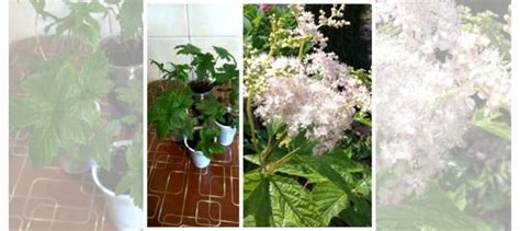 Многолетние садовые цветы купить в Самаре Товары для дома и дачи Авито