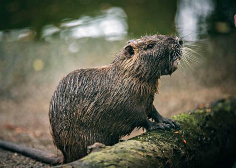 Nutria Rat Nutria More Than A Nuisance