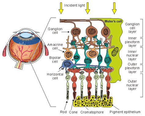 28 The Electric Signals Originating In The Eye