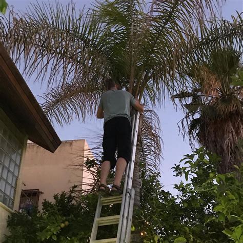 How To Trim A Palm Tree