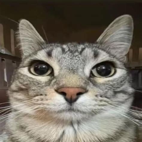 Lorelius Logglefart Tiktokta In 2025 Cat Memes Funny Cats