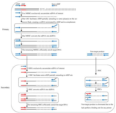Semi Site Specific Primer Pcr A Simple But Reliable Genome Walking Tool