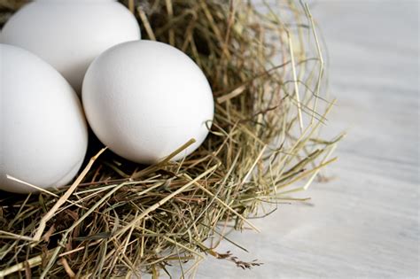 봄 시즌 출생 부활절 축제의 자연 해치 잔디 짚 둥지 건강 단백질 식품 기호에 해피 치킨 암탉 무료 범위 농장에서 노른자와