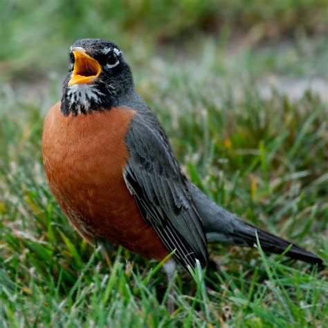 Robin Sings At Dawn Nature In Novato