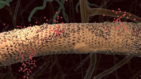 Damaged Brain Capillary Illustration Stock Image C0581681