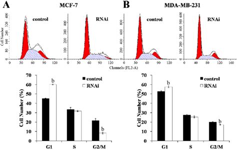 The Induction Of G0g1 Arrest Of Cell Cycle Progression In Pax6