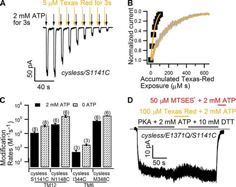 State Dependent Modifications Of A Larger Mts Reagent Texas Red