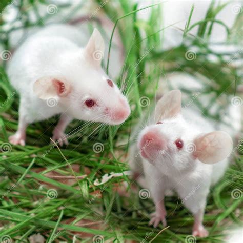 Mock Up With Two White Albino Laboratory Mouse Sitting In Green Dried