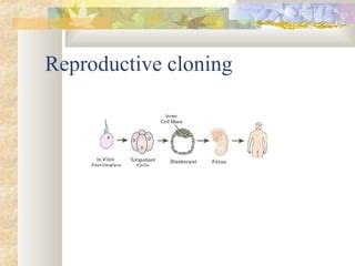 Cloning Humans PPT