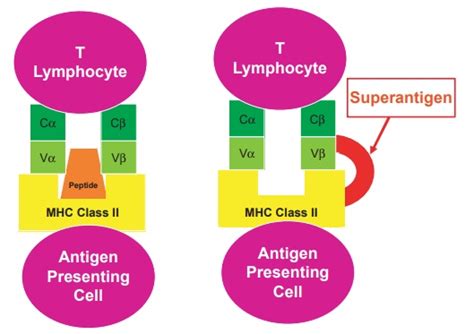Bacterial Superantigens