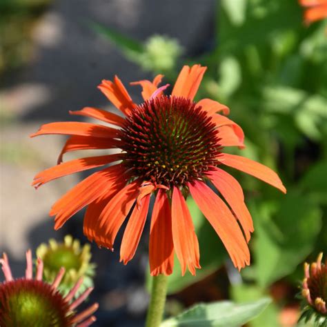 Echinacea Butterfly Orange Skipper Knippel Garden Centre