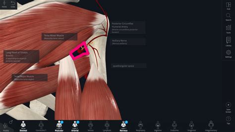 Quadrangular Space Diagram Quizlet