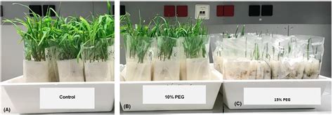 Screening For Drought Tolerance In Maize Zea Mays L Germplasm Using Germination And Seedling