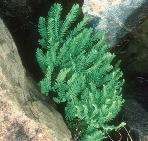 Kinds Of Fern