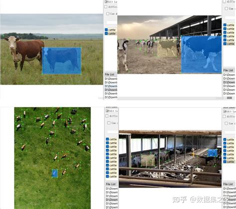 【数据集】【yolo】【目标检测】牛只识别数据集 3371 张，yolo牛只识别算法实战训练教程，yolo牛只识别毕业设计。 知乎