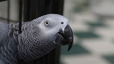 African Gray Parrot Pictures