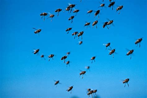 Mulher De 78 Anos Desaparece Na Mata Após Ataque De Abelhas