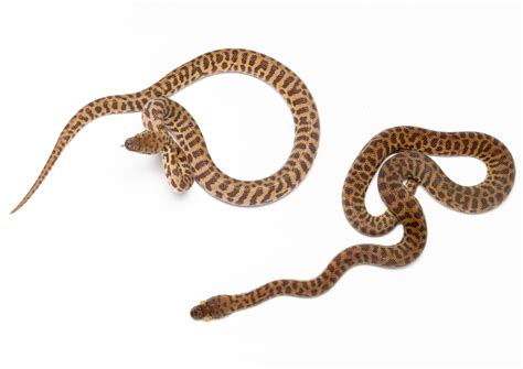 Eastern Stimsons Python Pair