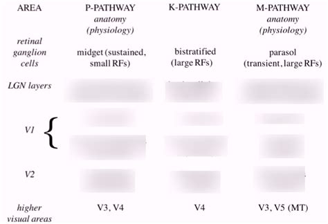 8 Visual Cortex Diagram Quizlet