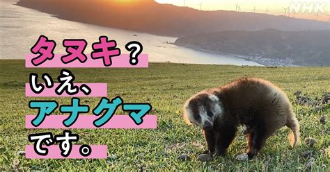アナグマ特集 タヌキ大調査 NHKシチズンラボ