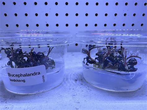 Aquarium Plants Bucephalandra Sp Kedakang Tissue Culture