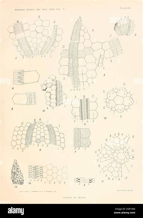 Phylogeny Of The Echini Boston The Society 1912 Paleontology