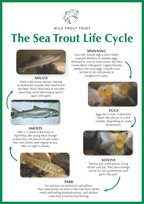 Sea Trout Wild Trout Trust