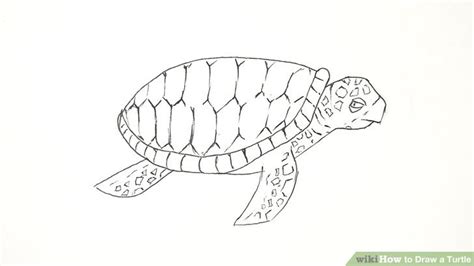 4 Ways To Draw A Turtle WikiHow