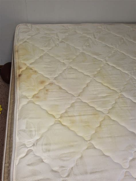 Love Always Denise How To Get A Pee Stain Out Of A Mattress